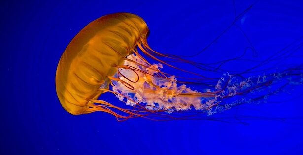 VANCOUVER ATTRACTIONS | Aquarium