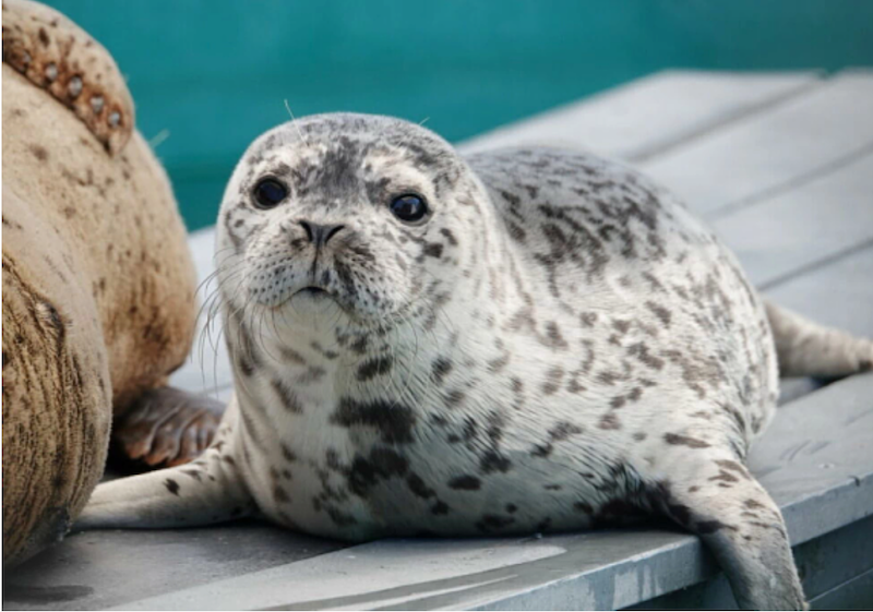 VANCOUVER ATTRACTIONS | Aquarium