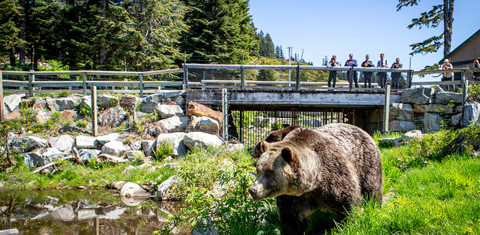VANCOUVER ATTRACTIONS / Grouse Mountain